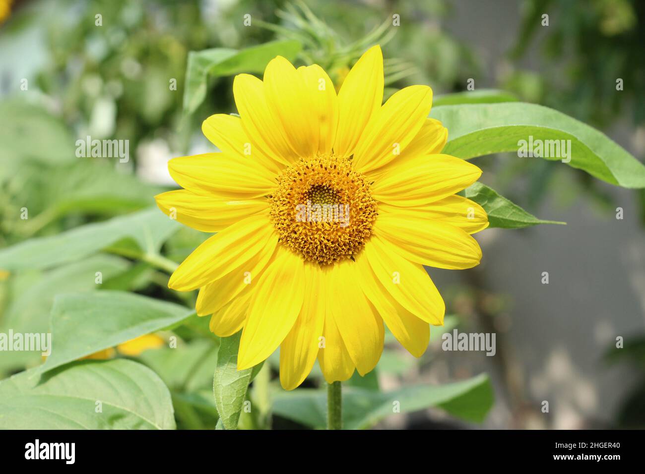 Jenis bunga matahari hi-res stock photography and images - Alamy