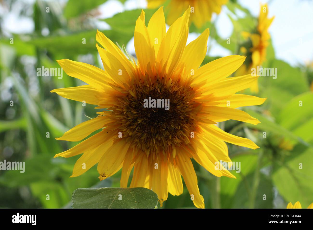 Jenis bunga matahari hi-res stock photography and images - Alamy