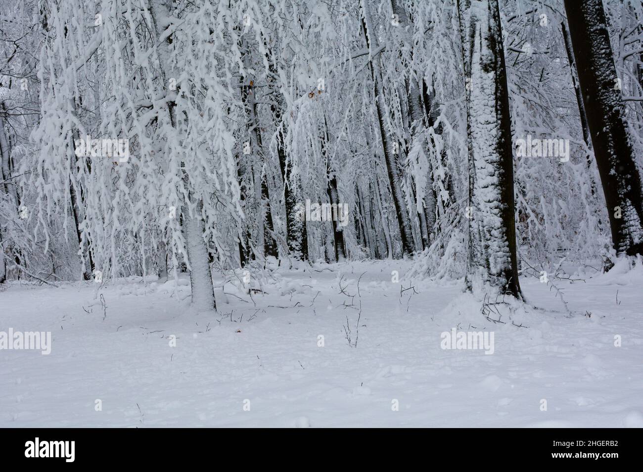 Trees in the forest, winter with a lot of snow in Bavaria, Germany ...