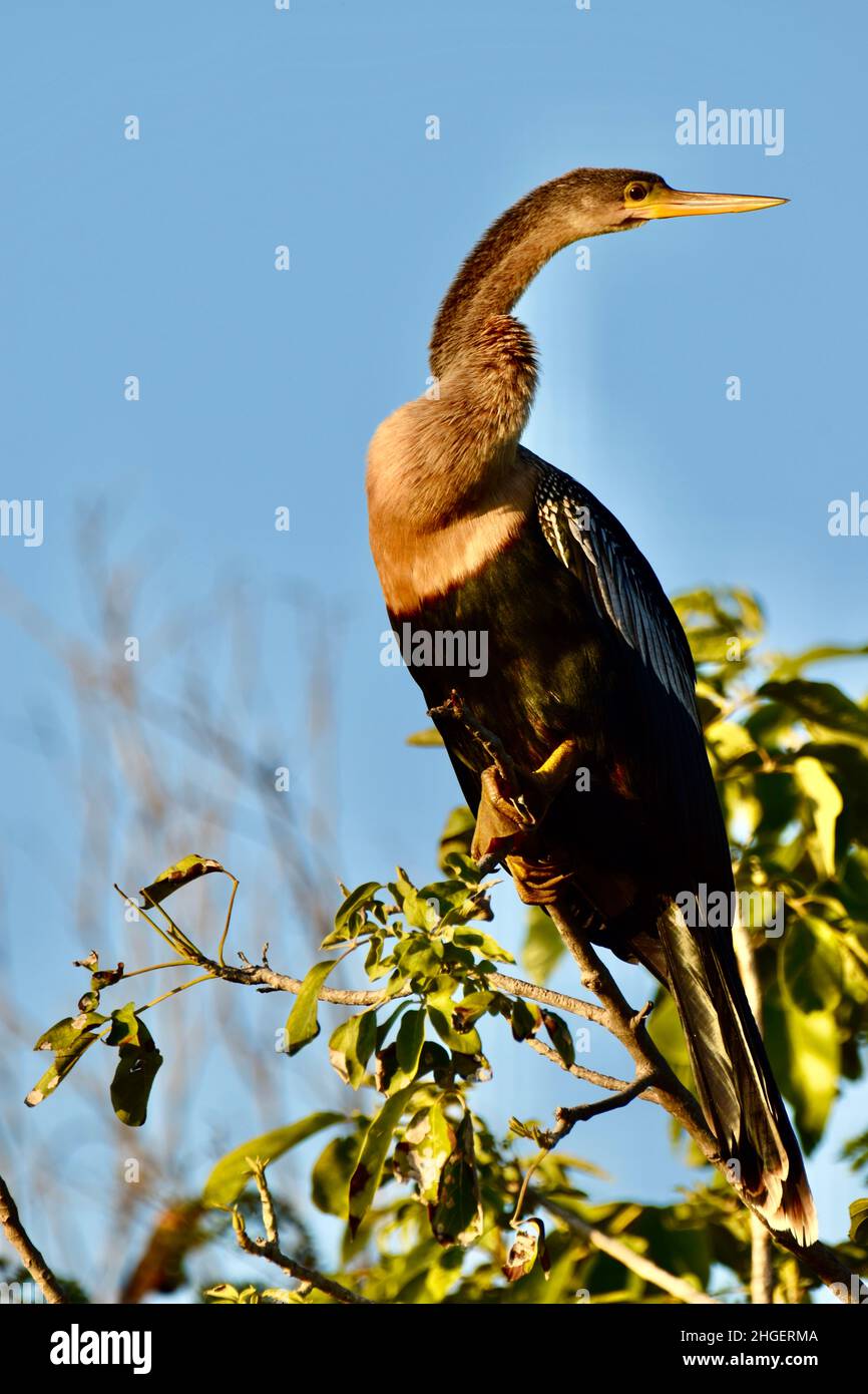 Anhinga (Anhinga anhinga), aka snakebird, American darter, or water ...