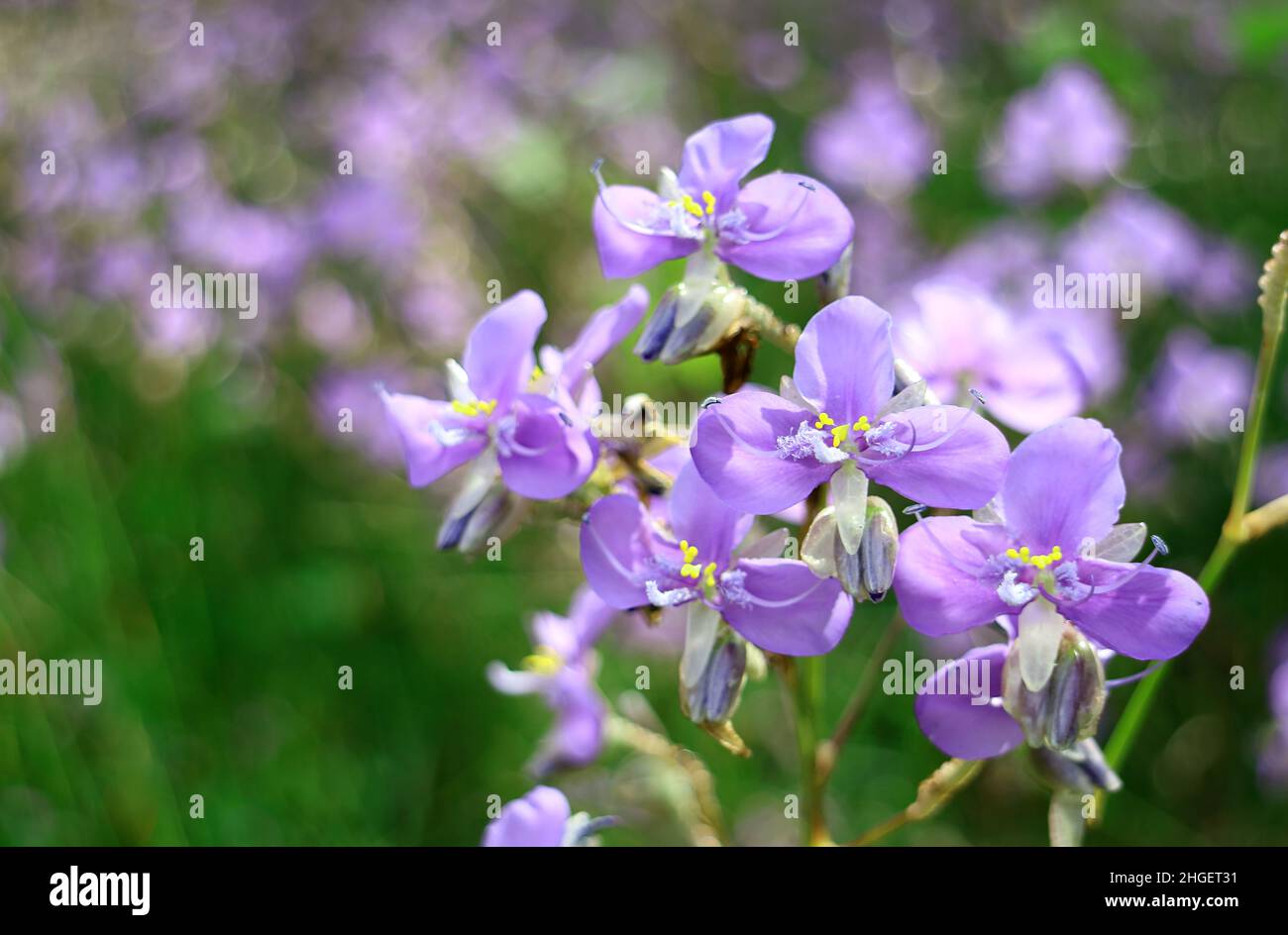 Murdannia gigantea hi-res stock photography and images - Alamy