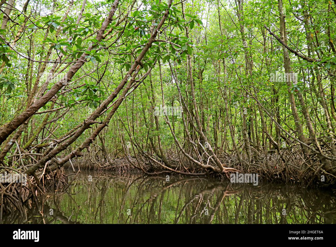 Boating Along the Tree Tunnels in Mangrove Forest, a Popular Attraction ...