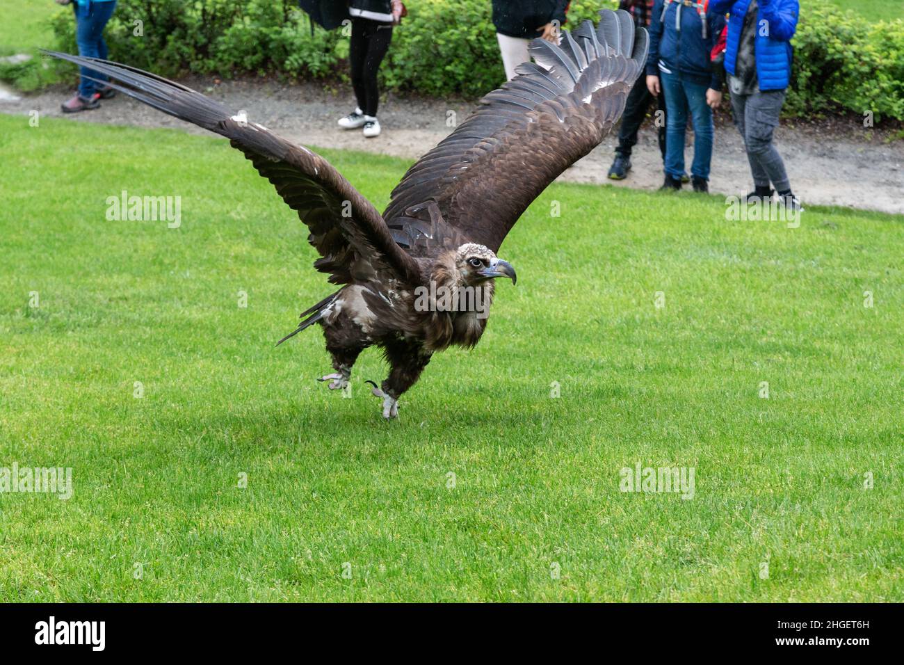 Vulture talon hi-res stock photography and images - Alamy