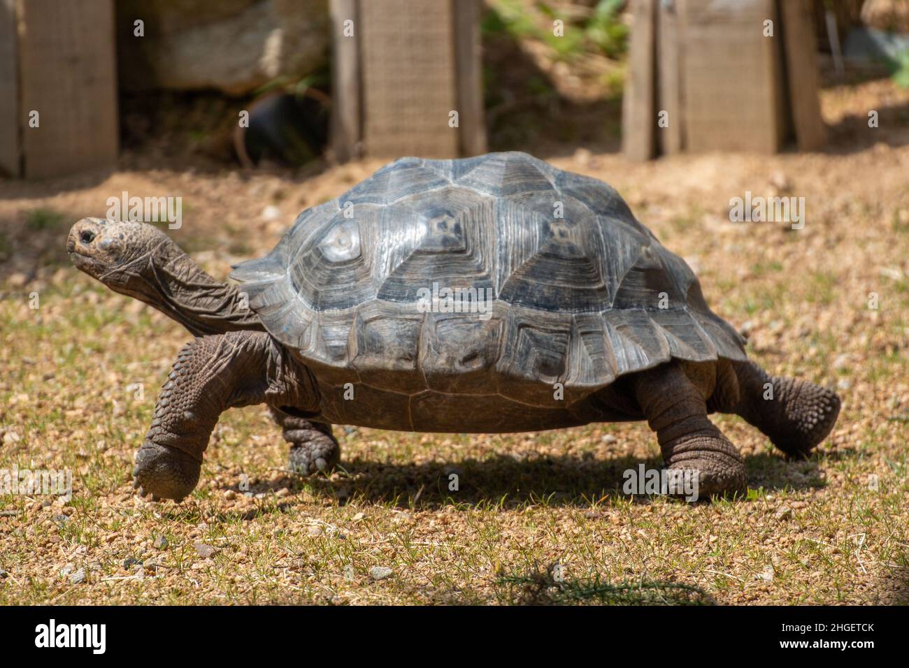 Giant Tortoise at Durrell Wildlife Park, Jersey Stock Photo - Alamy