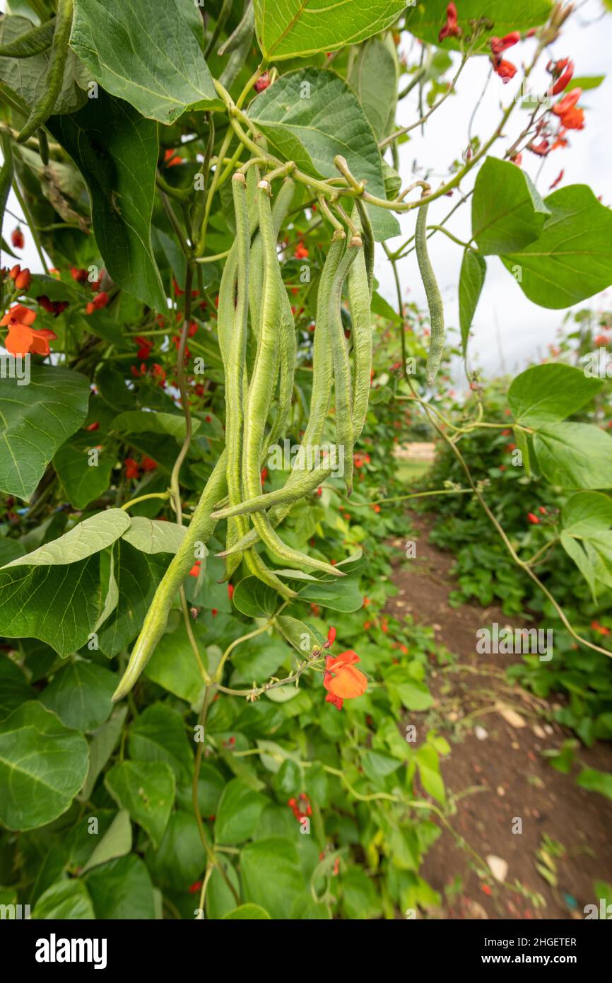Close up of runner bean (phaseolus coccineus) pods on a runner bean ...