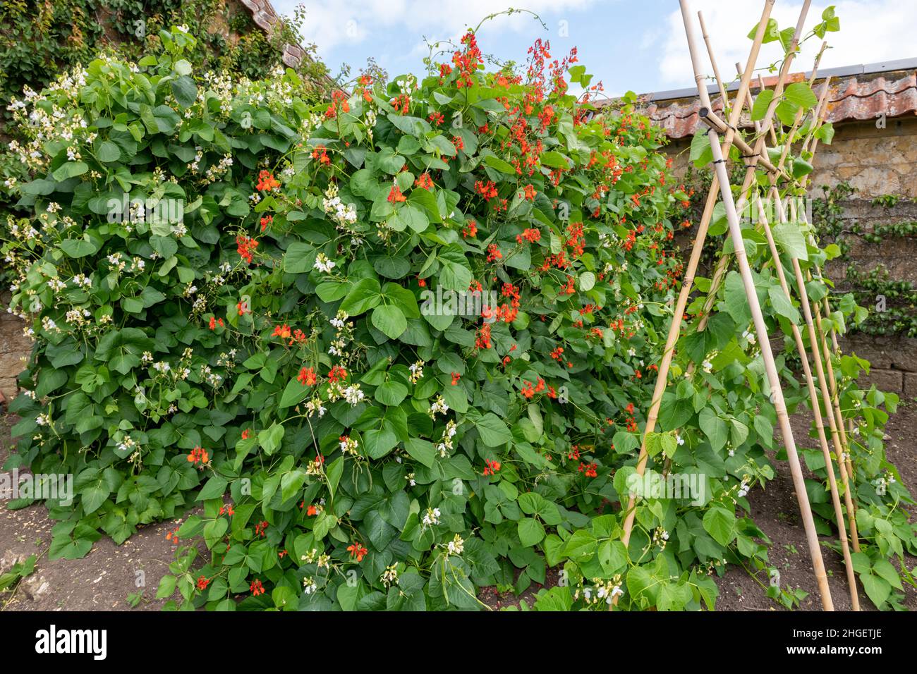 Red and white flowers on a runner bean (phaseolus coccineus) plant ...