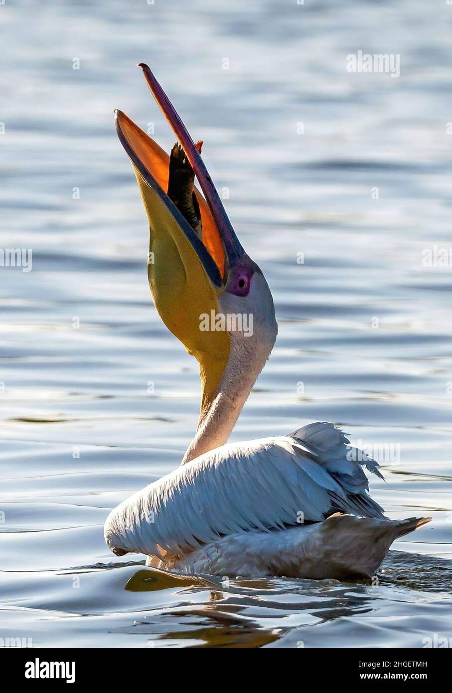 Great white pelican bird swallowing a fish ( Pelecanus onocrotalus ...