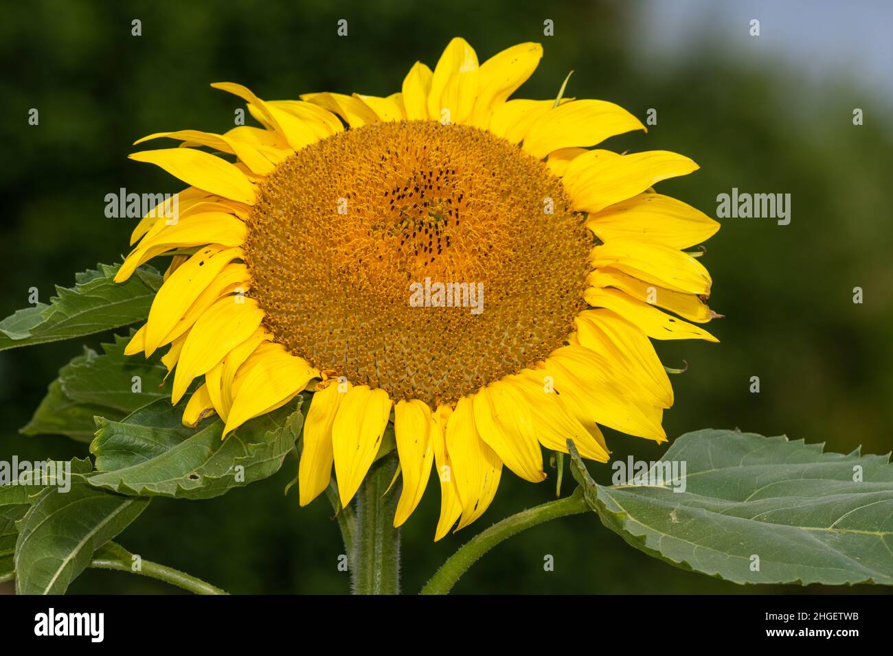 Close up of a sunflower head Stock Photo - Alamy