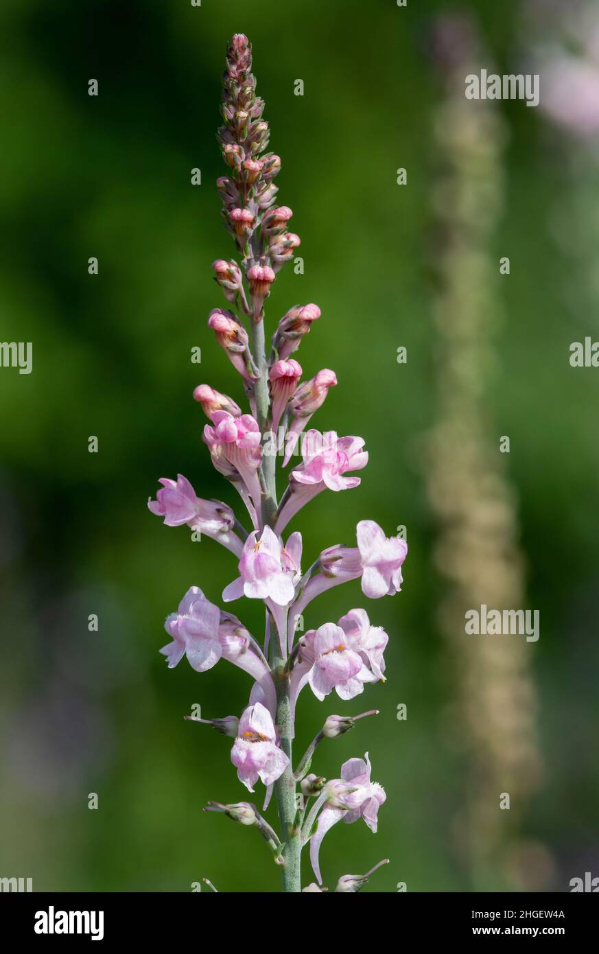 Close up of a pink toadflax (linaria purpurea) flower in bloom Stock ...