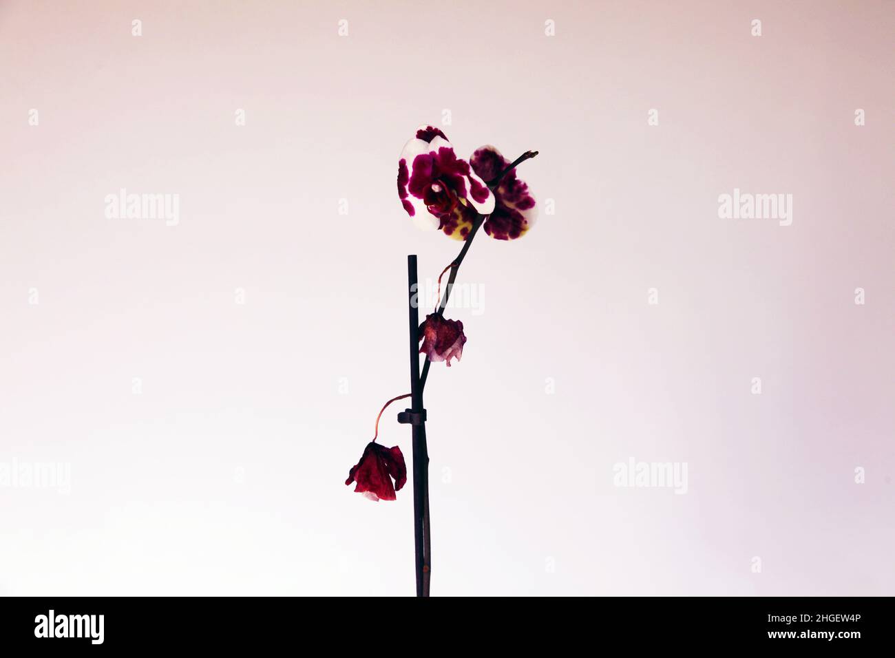 Withered orchid on a white background Stock Photo - Alamy