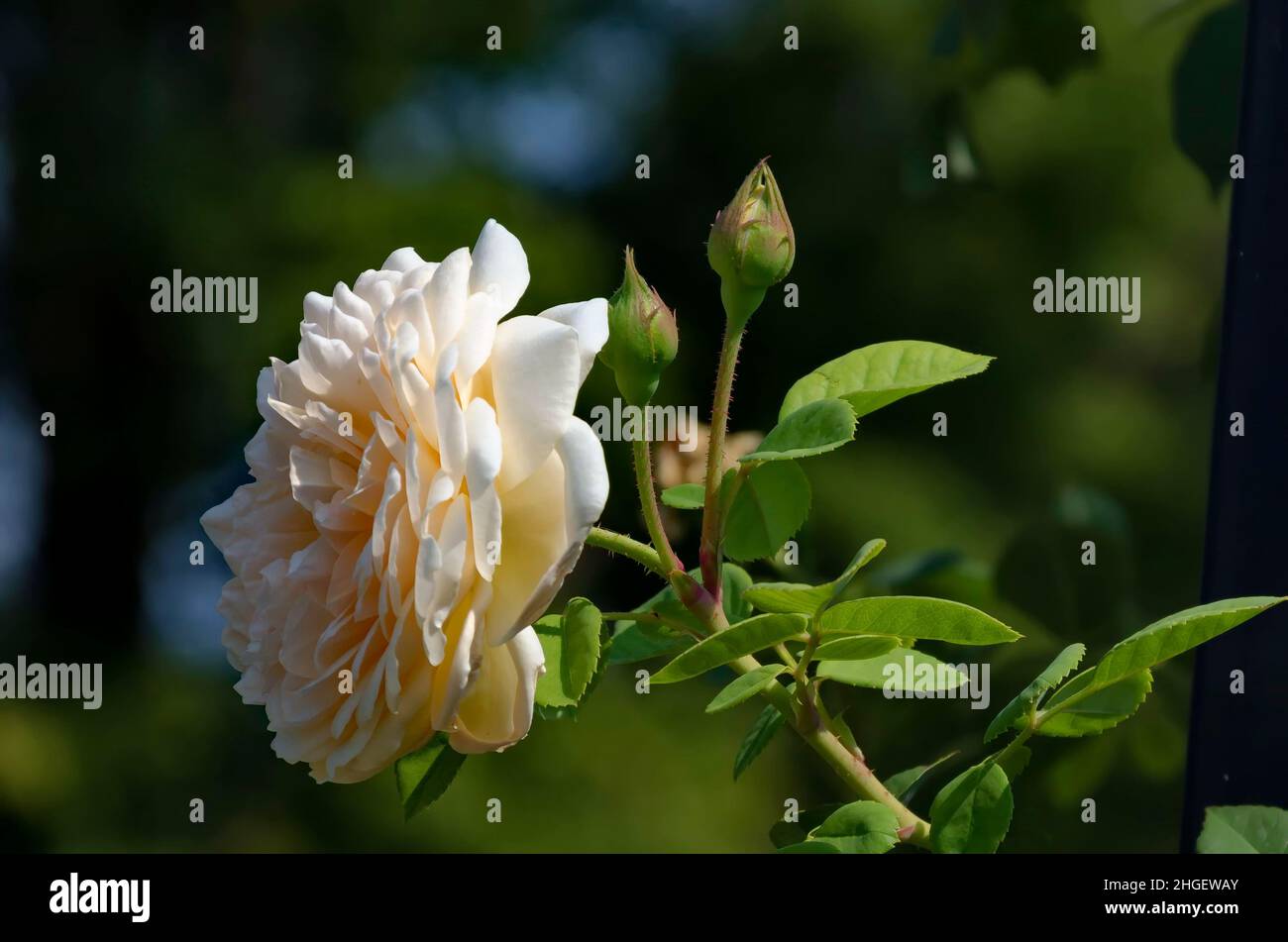 A view of a white rose bush in bloom, Sofia, Bulgaria Stock Photo - Alamy