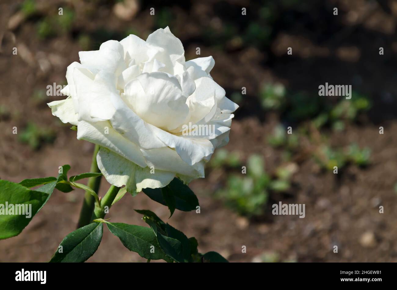 White rose bush hi-res stock photography and images - Alamy