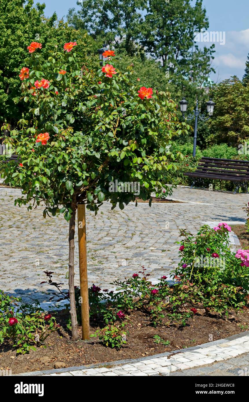 A view of a orange rose tree in bloom, Sofia, Bulgaria Stock Photo - Alamy