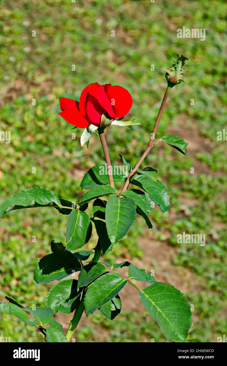 A view of a red rose bush in bloom, Sofia, Bulgaria Stock Photo - Alamy