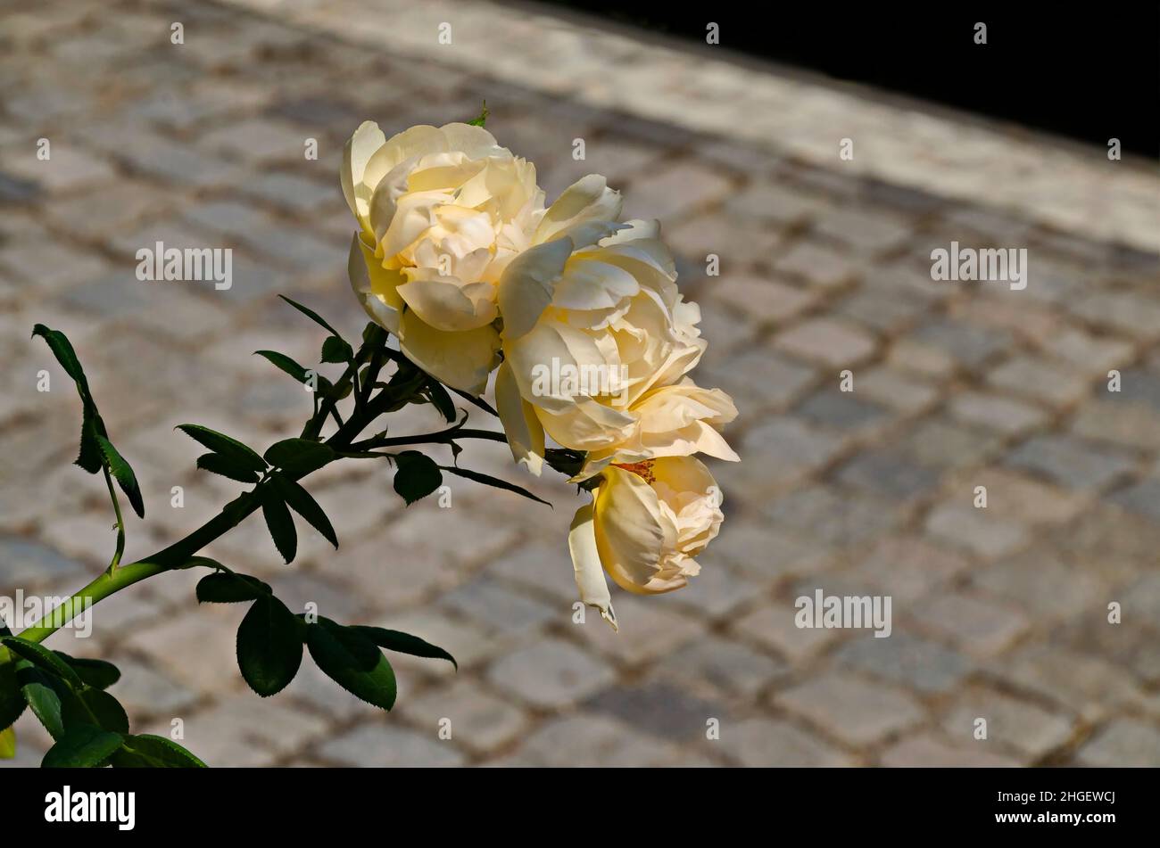 A view of a white rose bush in bloom, Sofia, Bulgaria Stock Photo - Alamy