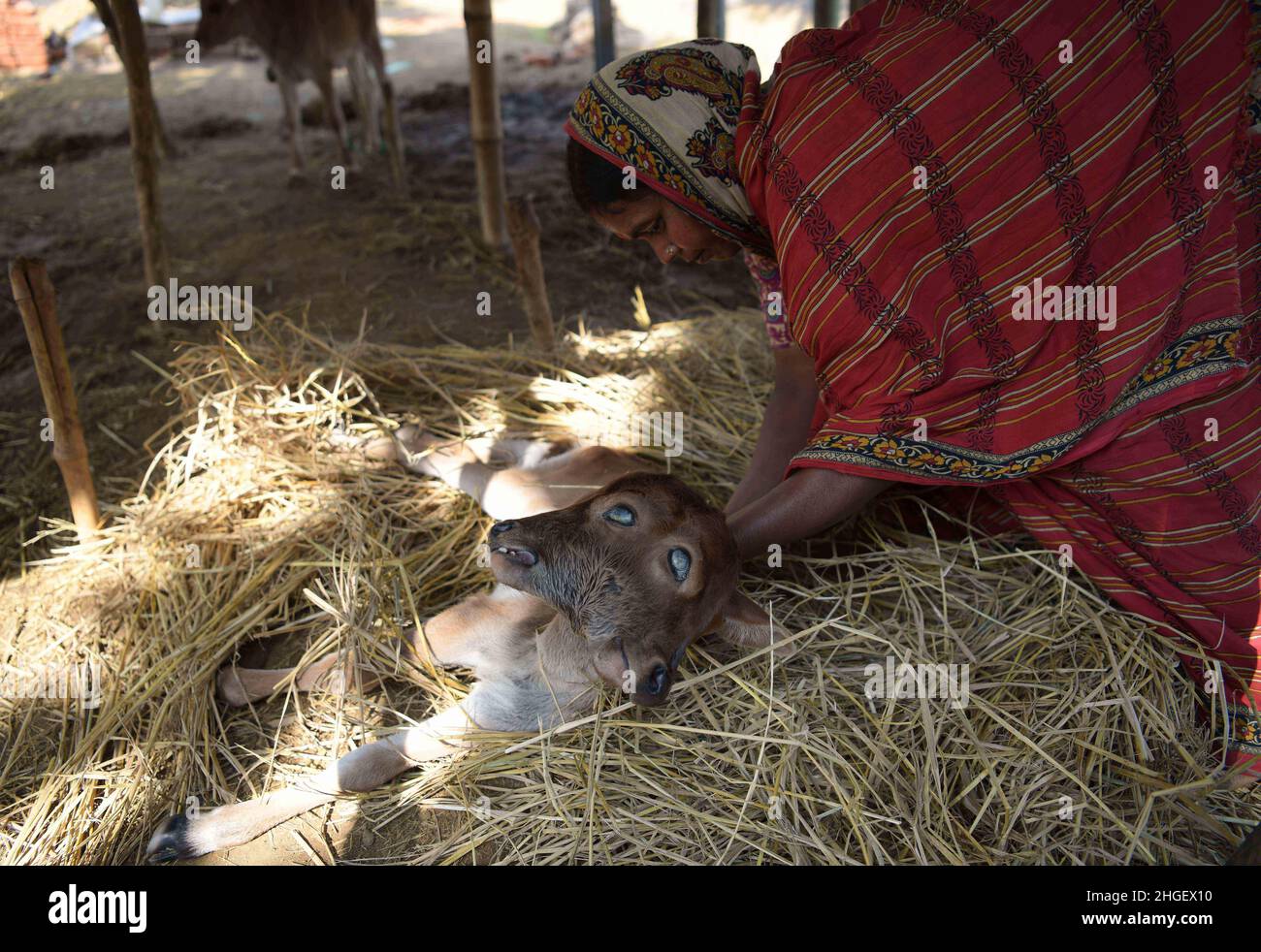 A calf suffering from a rare condition called polycephaly, literally ...