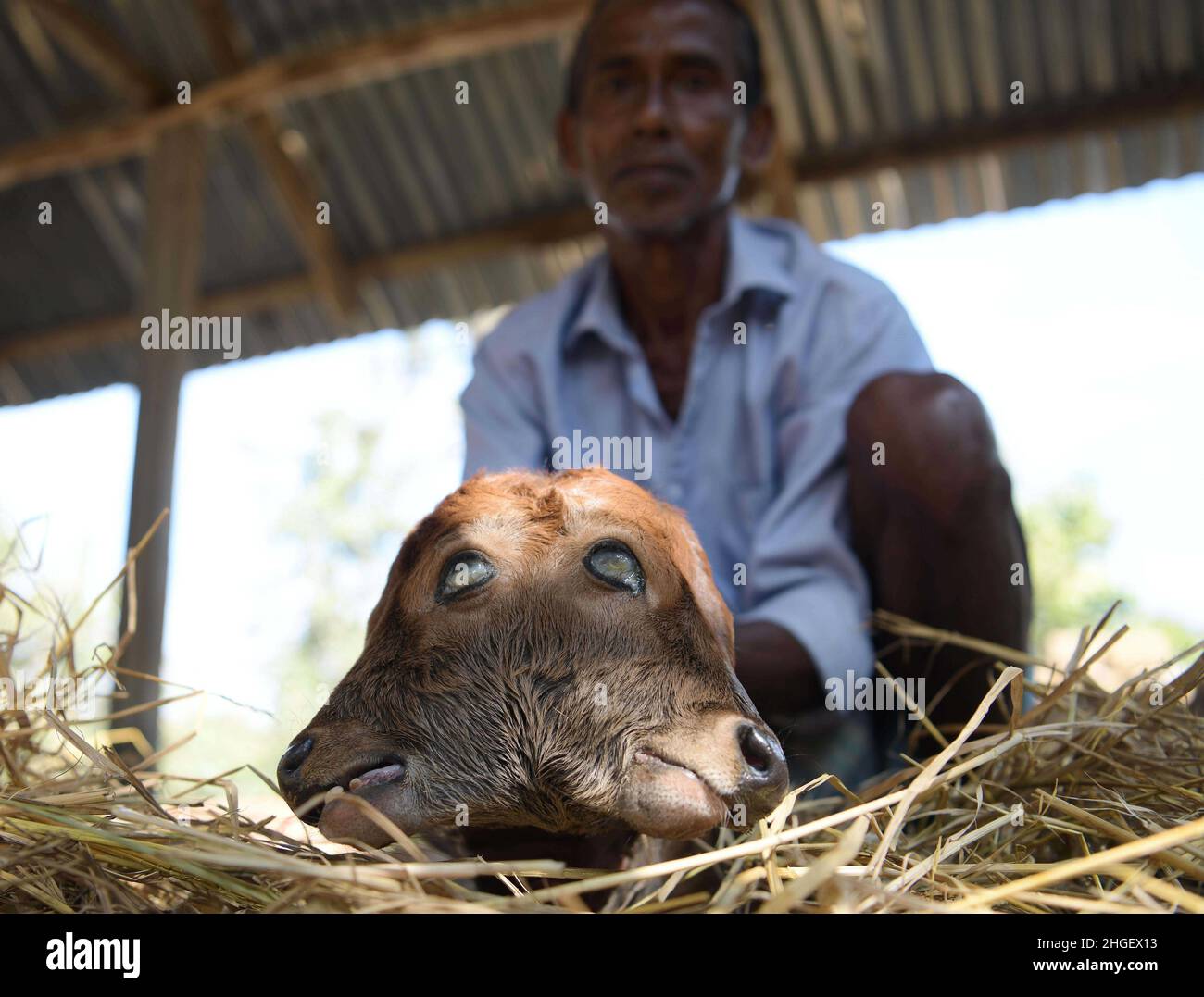 A calf suffering from a rare condition called polycephaly, literally ...