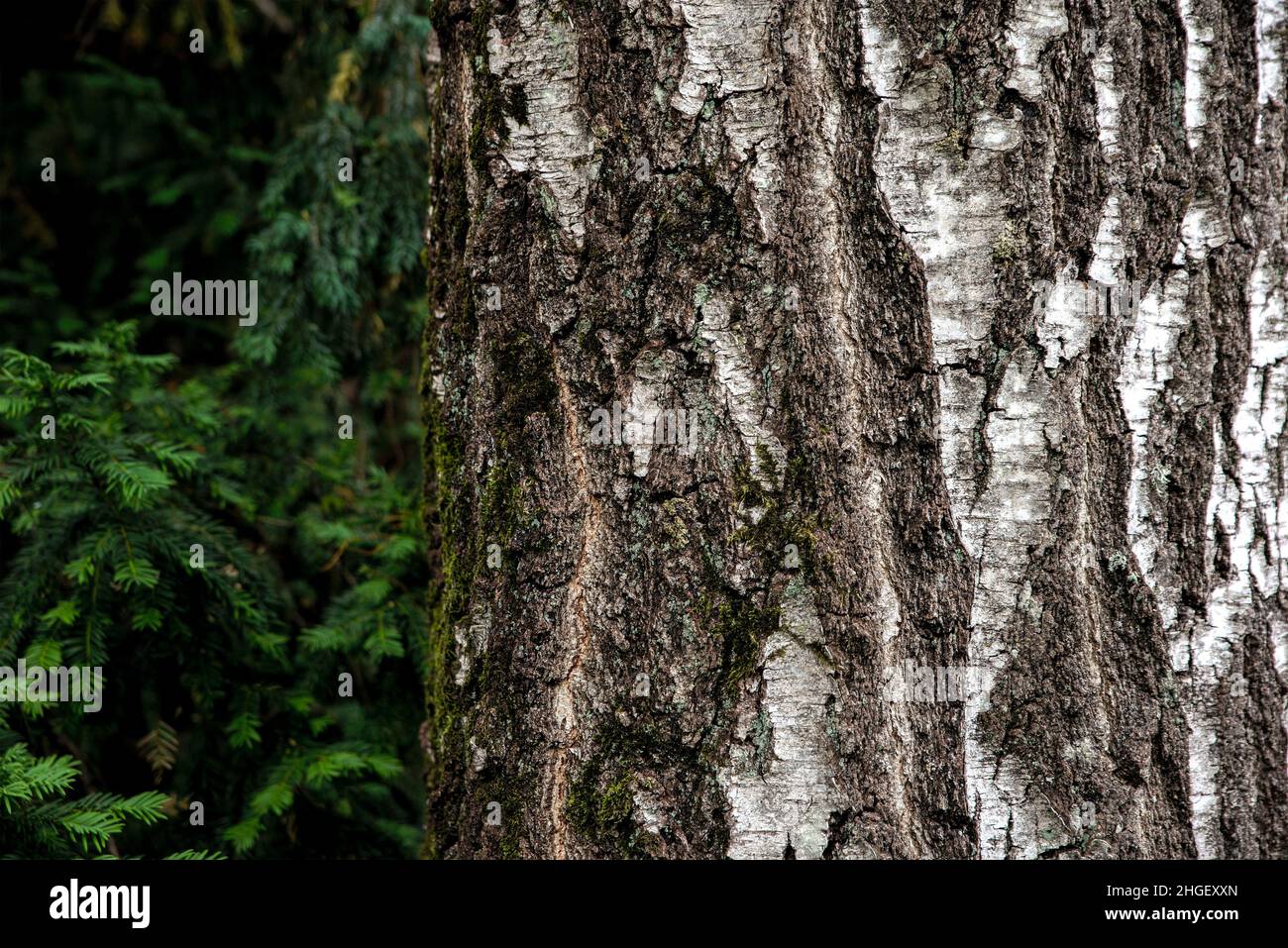 Birch bark of an old birch close-up. Birch bark pattern with black ...