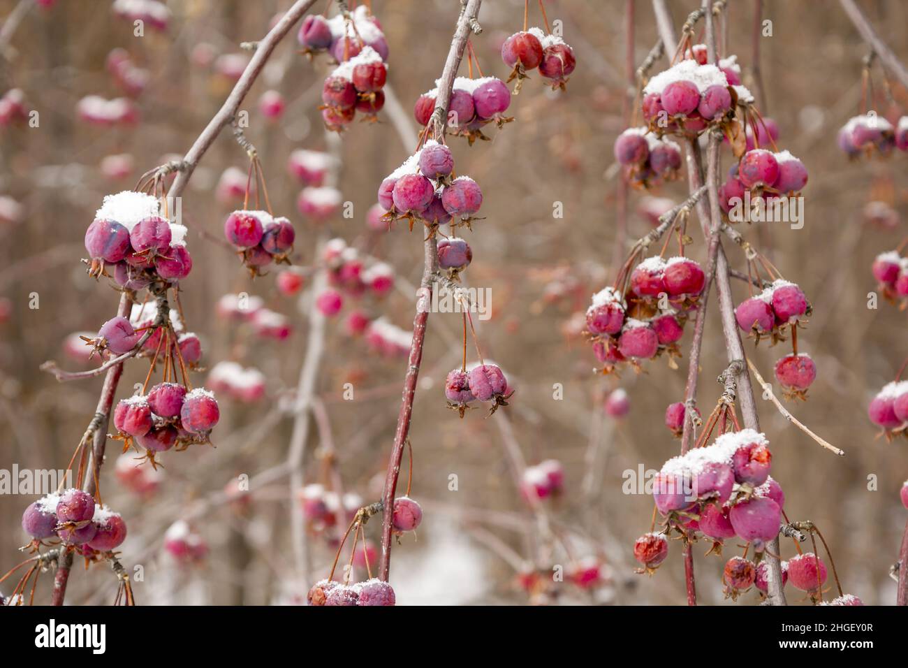 Branches of a hawthorn plant in the snow. Preparation of a background ...