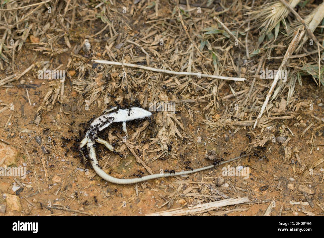 Image of some ants that are taking advantage of the corpse of a dead ...