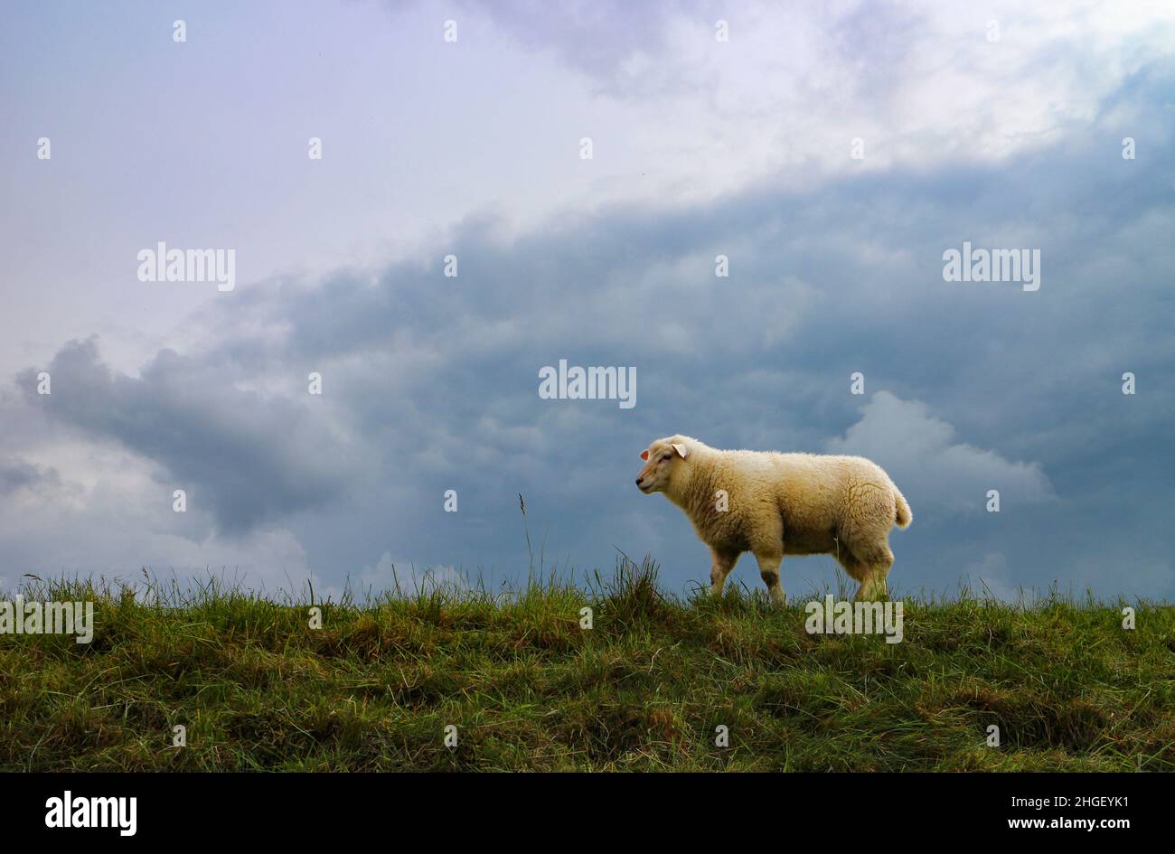 One sheep hi-res stock photography and images - Alamy