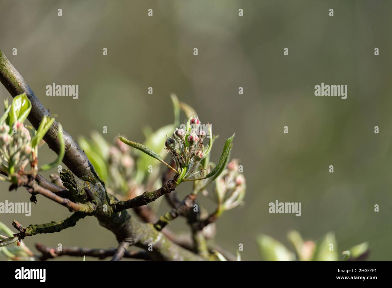 The curled flower buds of the fruit tree before flowering. Pear ...