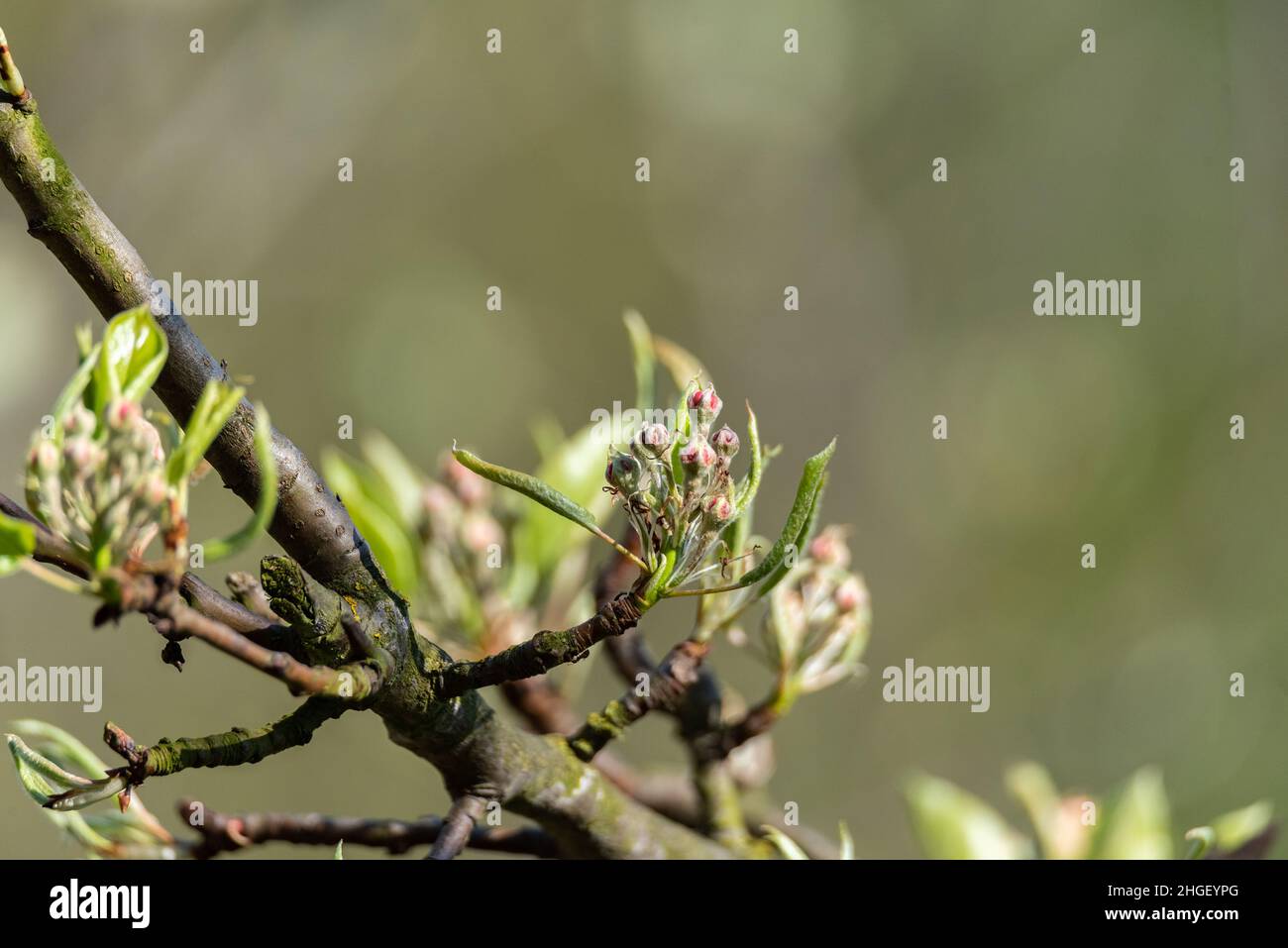 The curled flower buds of the fruit tree before flowering. Pear ...
