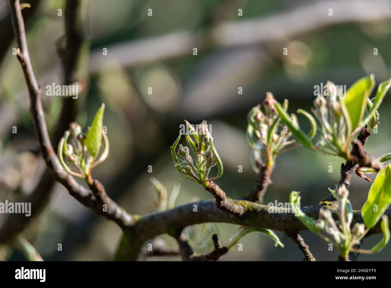 The curled flower buds of the fruit tree before flowering. Pear ...