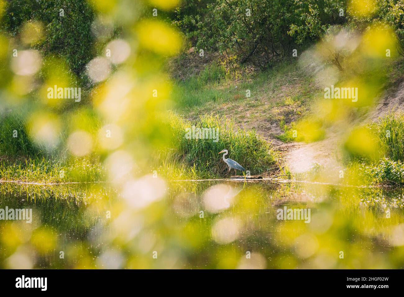 Fauna Of Belarus. Grey Heron Bird Standing On River Coast. Belarus ...