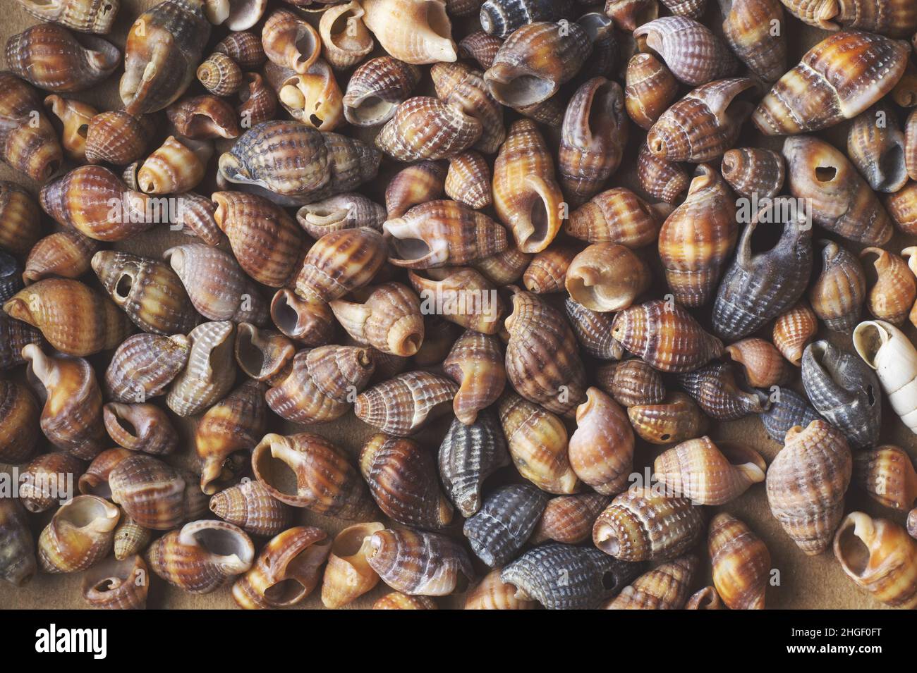 Nassarius shell hi-res stock photography and images - Alamy