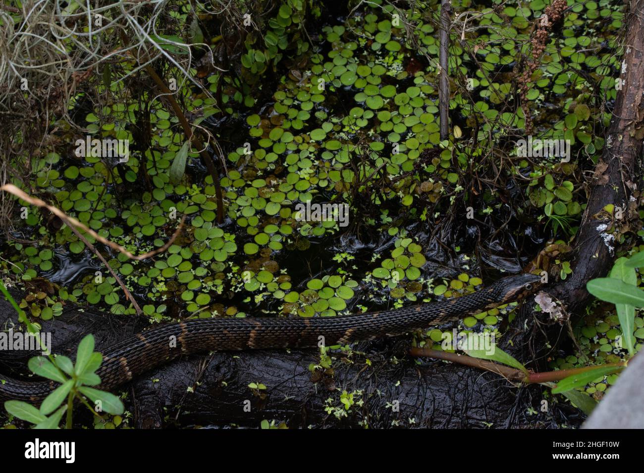 Broad-banded Watersnake (Nerodia fasciata confluens) from Jefferson ...
