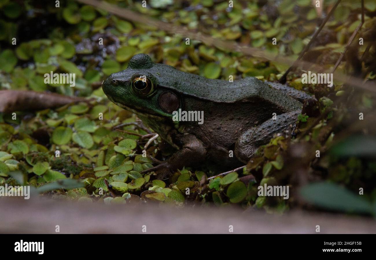 Bronze Frog (Lithobates clamitans clamitans) from Jefferson Parish ...