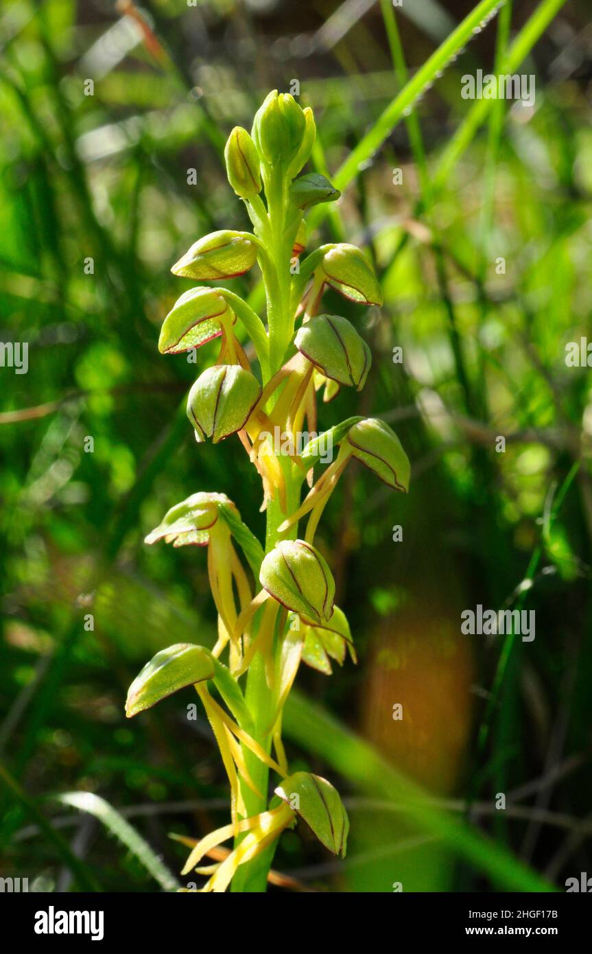 Man Orchid,Orchis anthropophora,close up, endangered, Flowers yellow ...