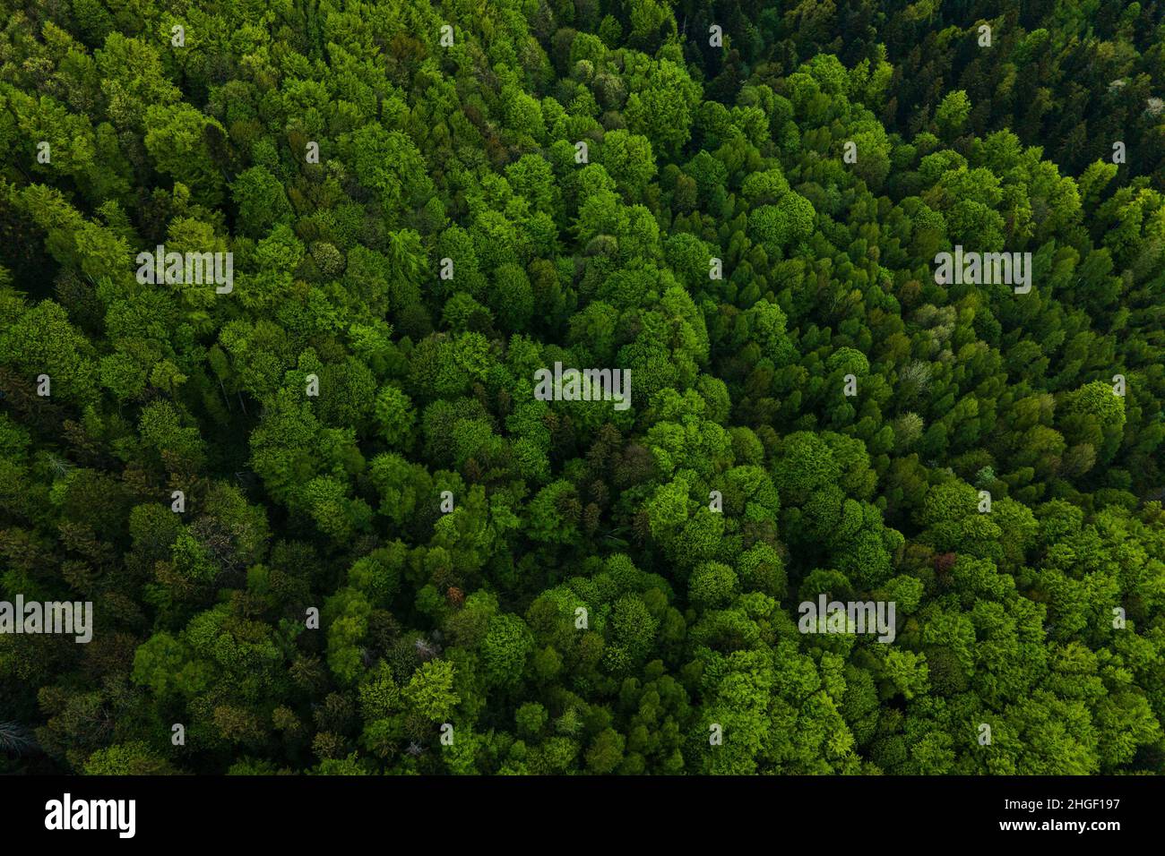 Aerial view of dark mixed pine and lush forest with green trees ...