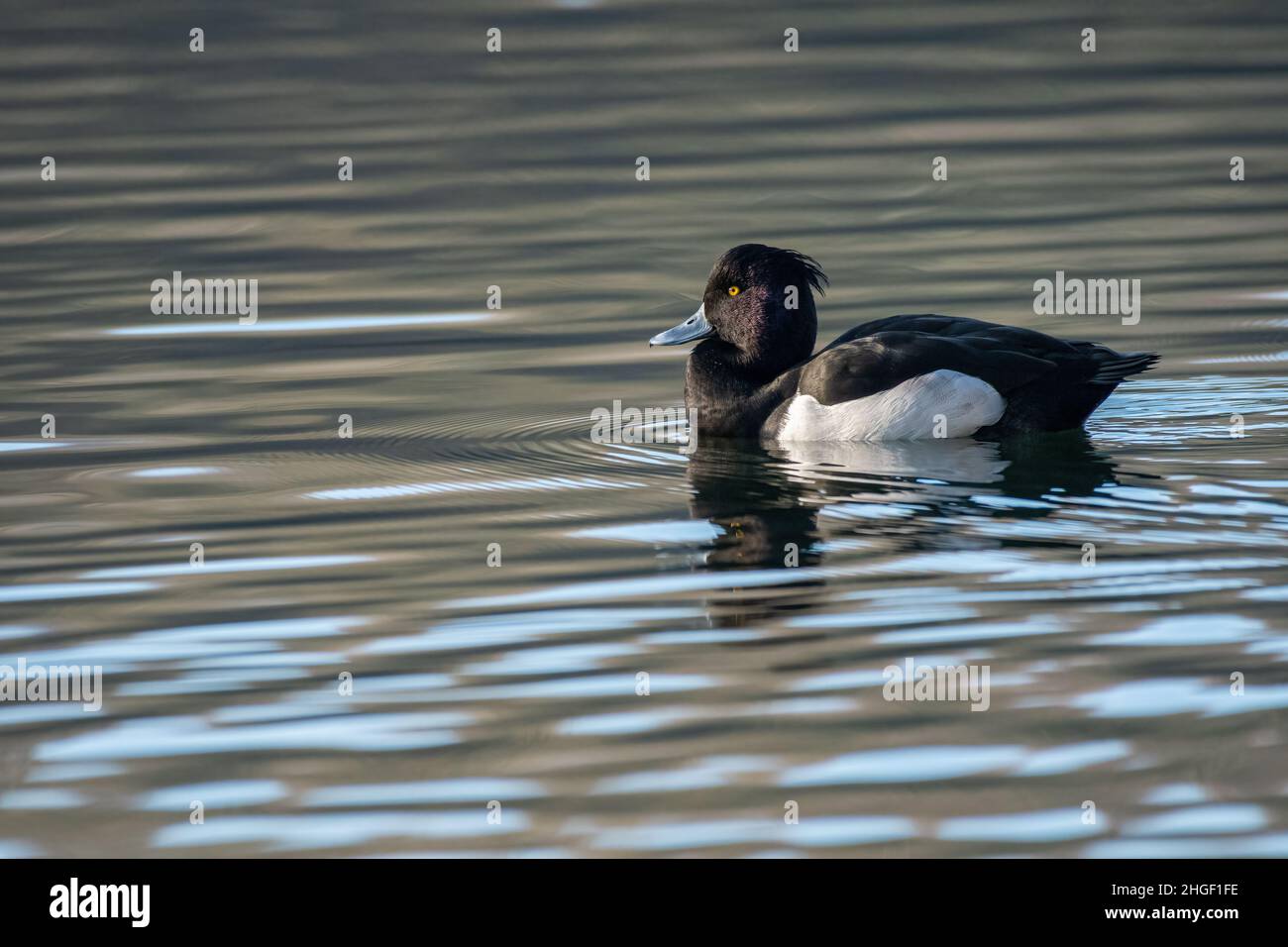 A diving duck. Male tufted duck swimming on a pond at a UK nature ...