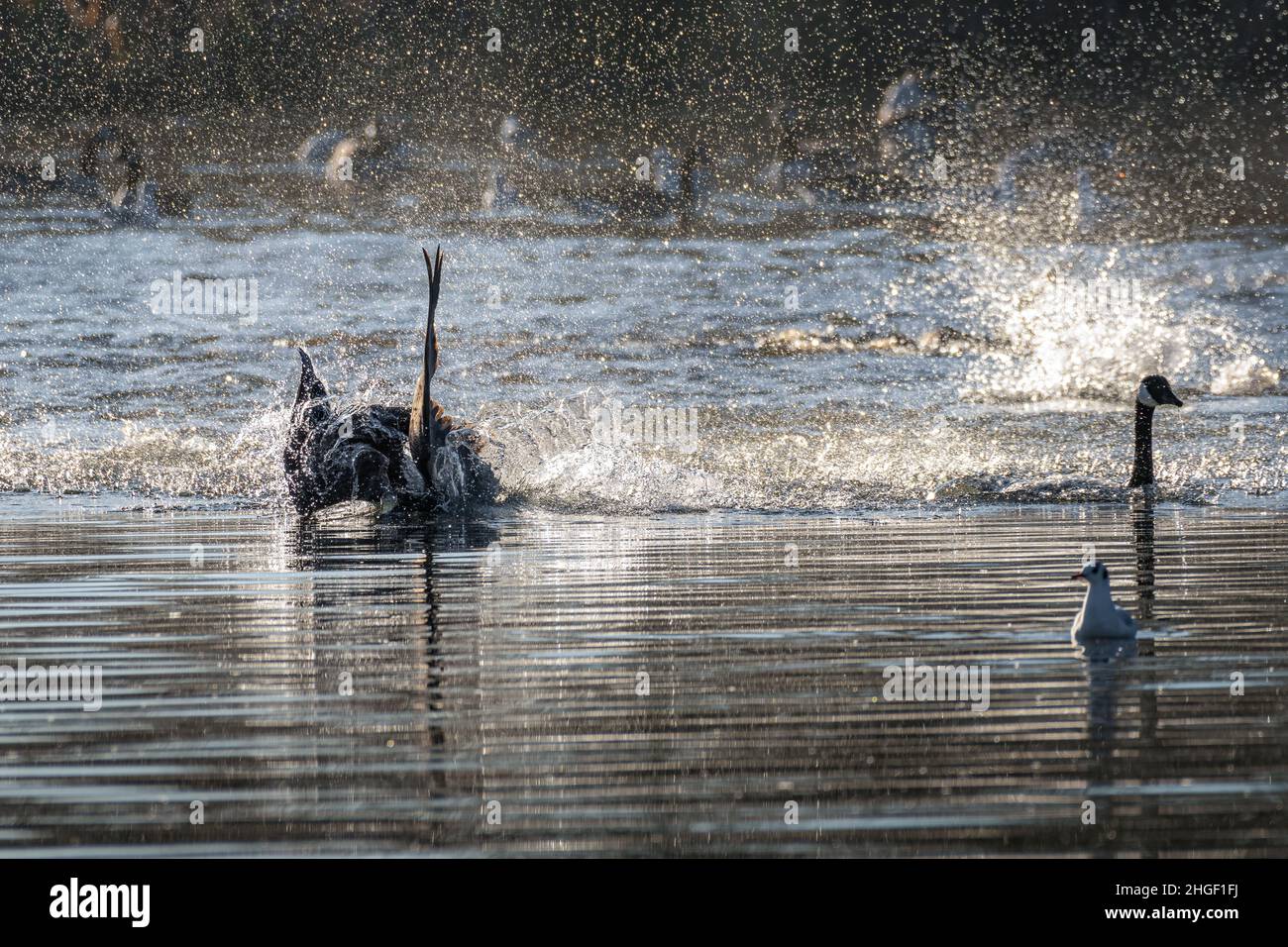 Canada geese landing on water hi-res stock photography and images - Alamy