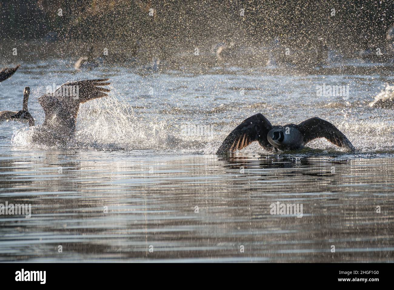 Canada geese landing on water hi-res stock photography and images - Alamy