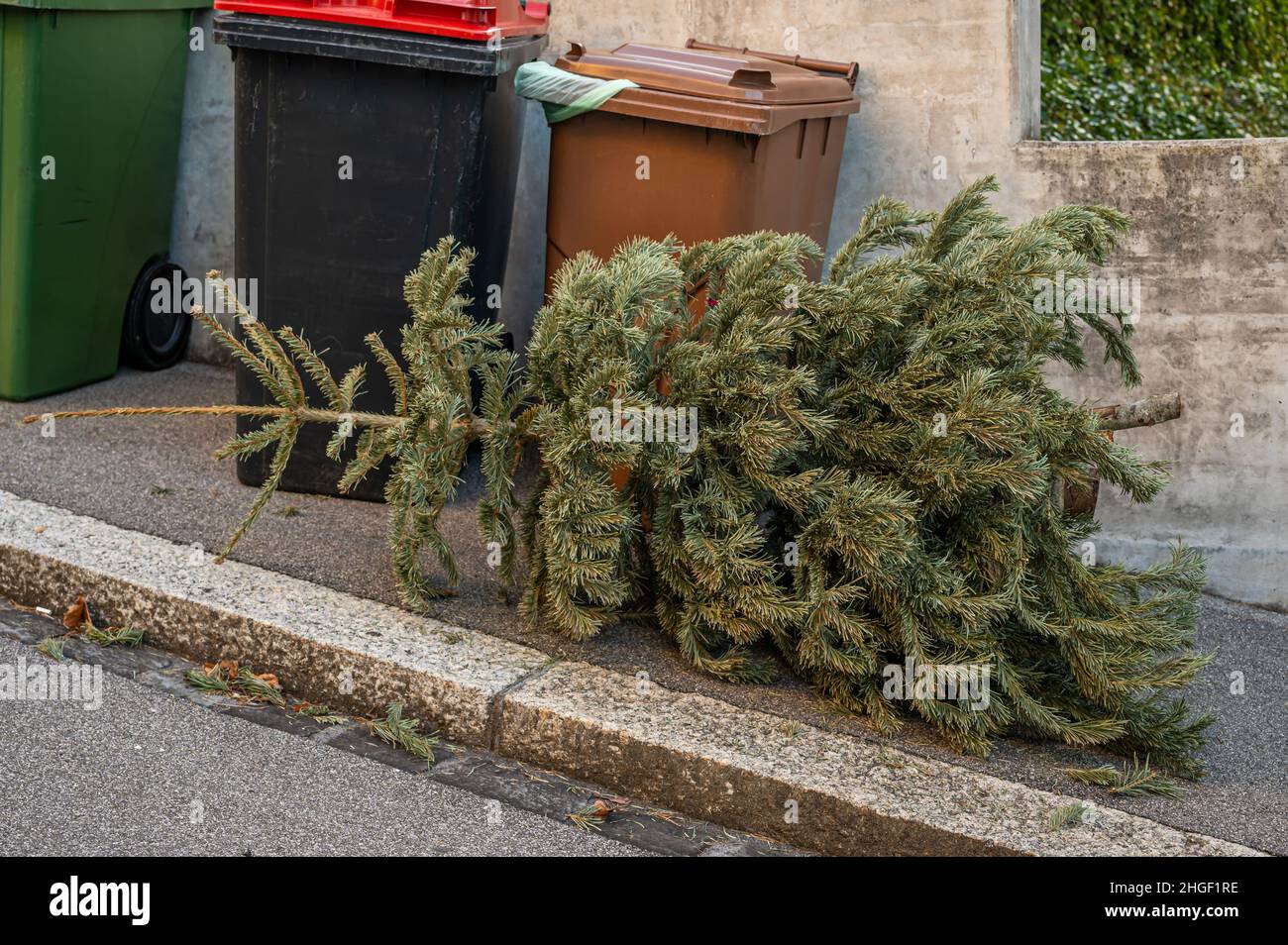 Abandoned Christmas trees in the street beside garbage bin after the ...