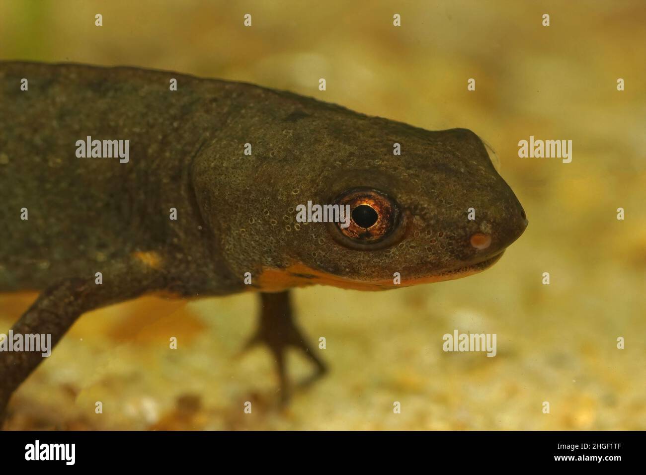 Closeup on an aquatic male of the critically endangered Chinese Fuding ...