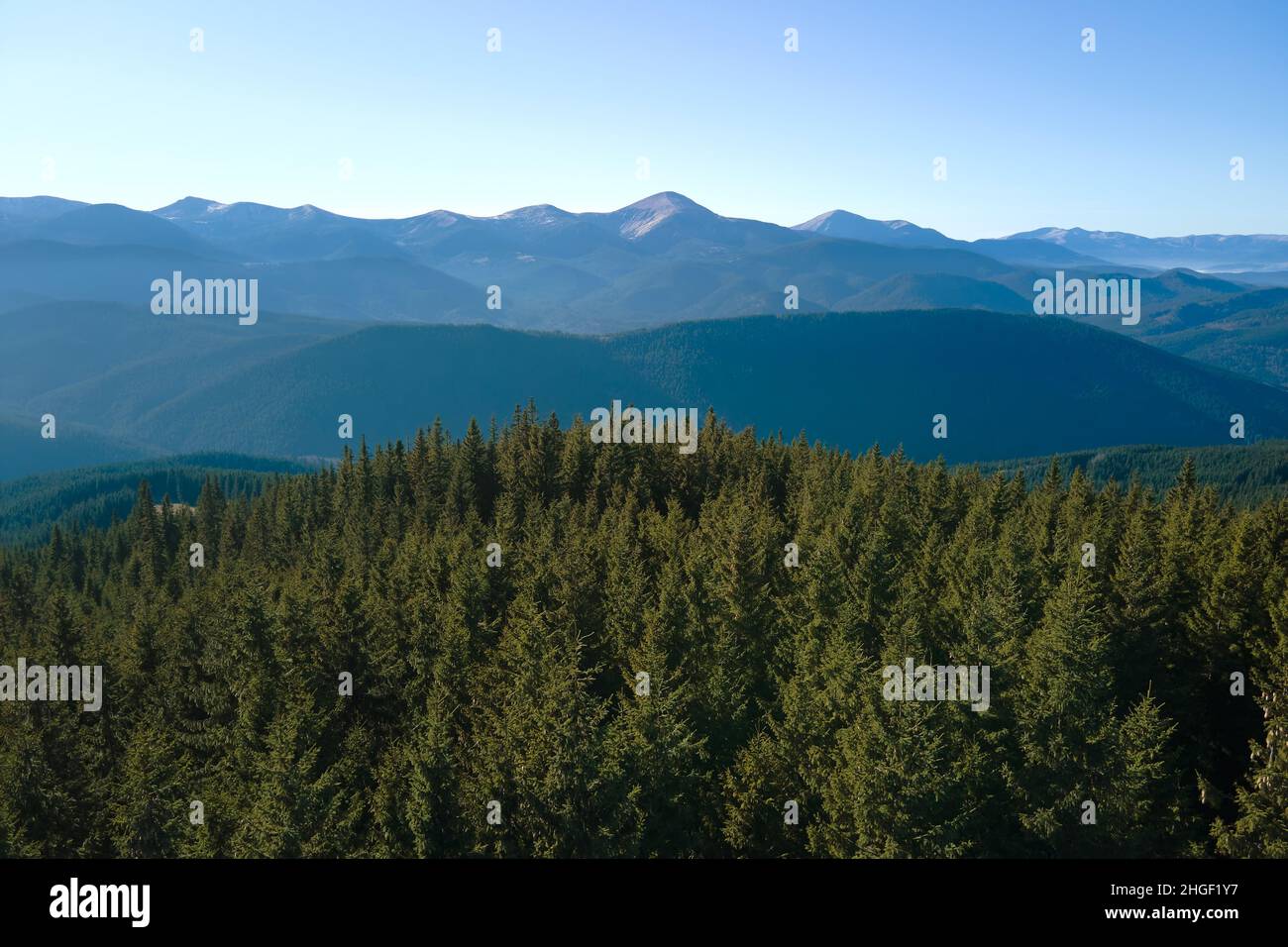 Aerial view of mountain hills covered with dense green pine woods on ...