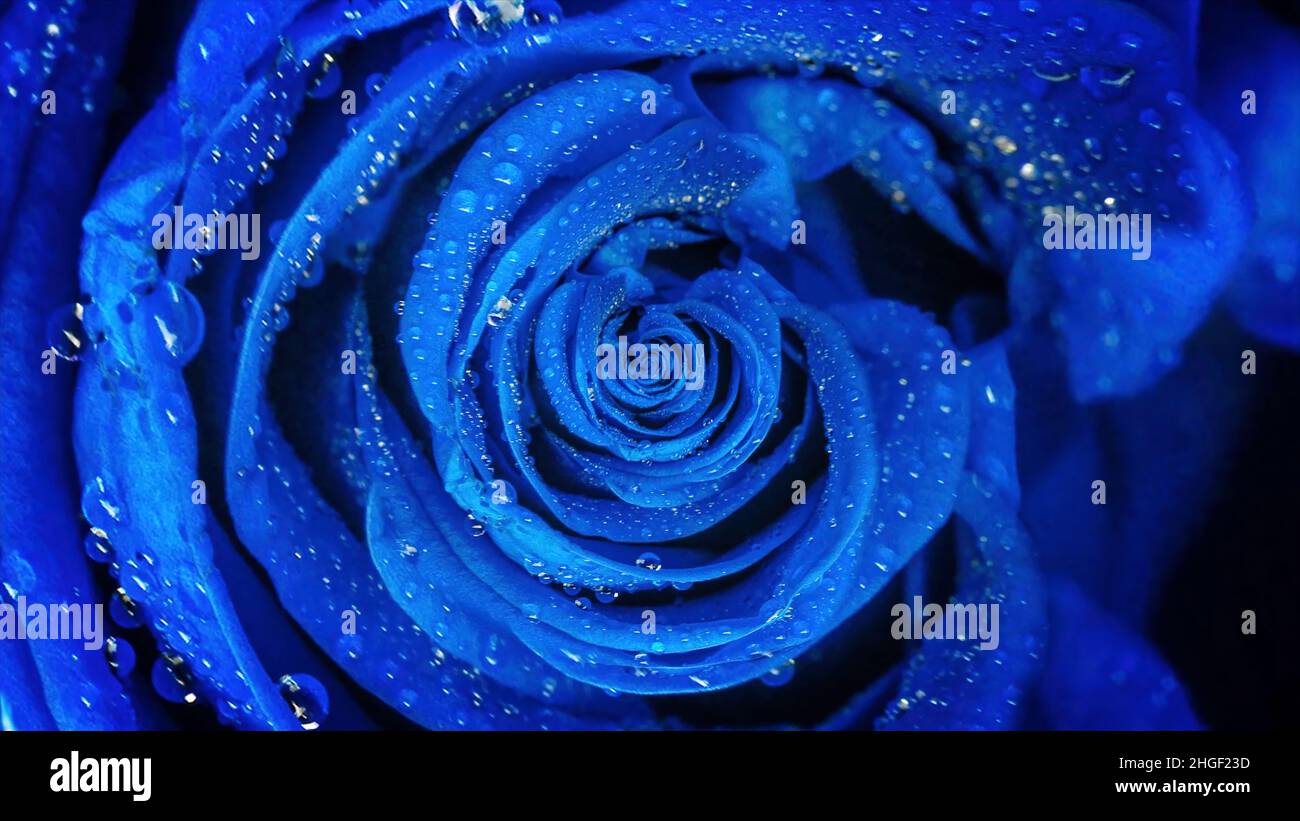 Top view of a beautiful abstract blue rose rotating, seamless loop ...
