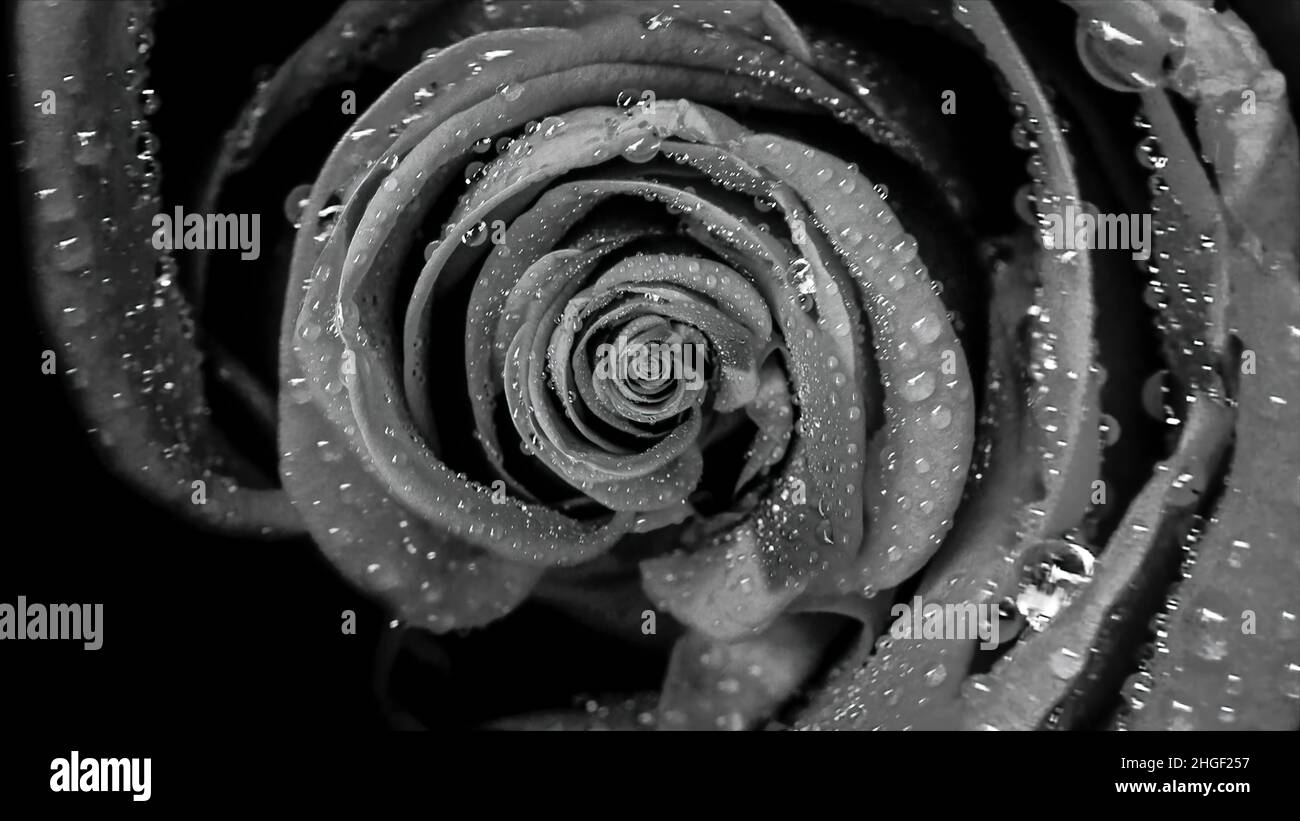 Top view of a beautiful abstract black rose rotating, seamless loop ...