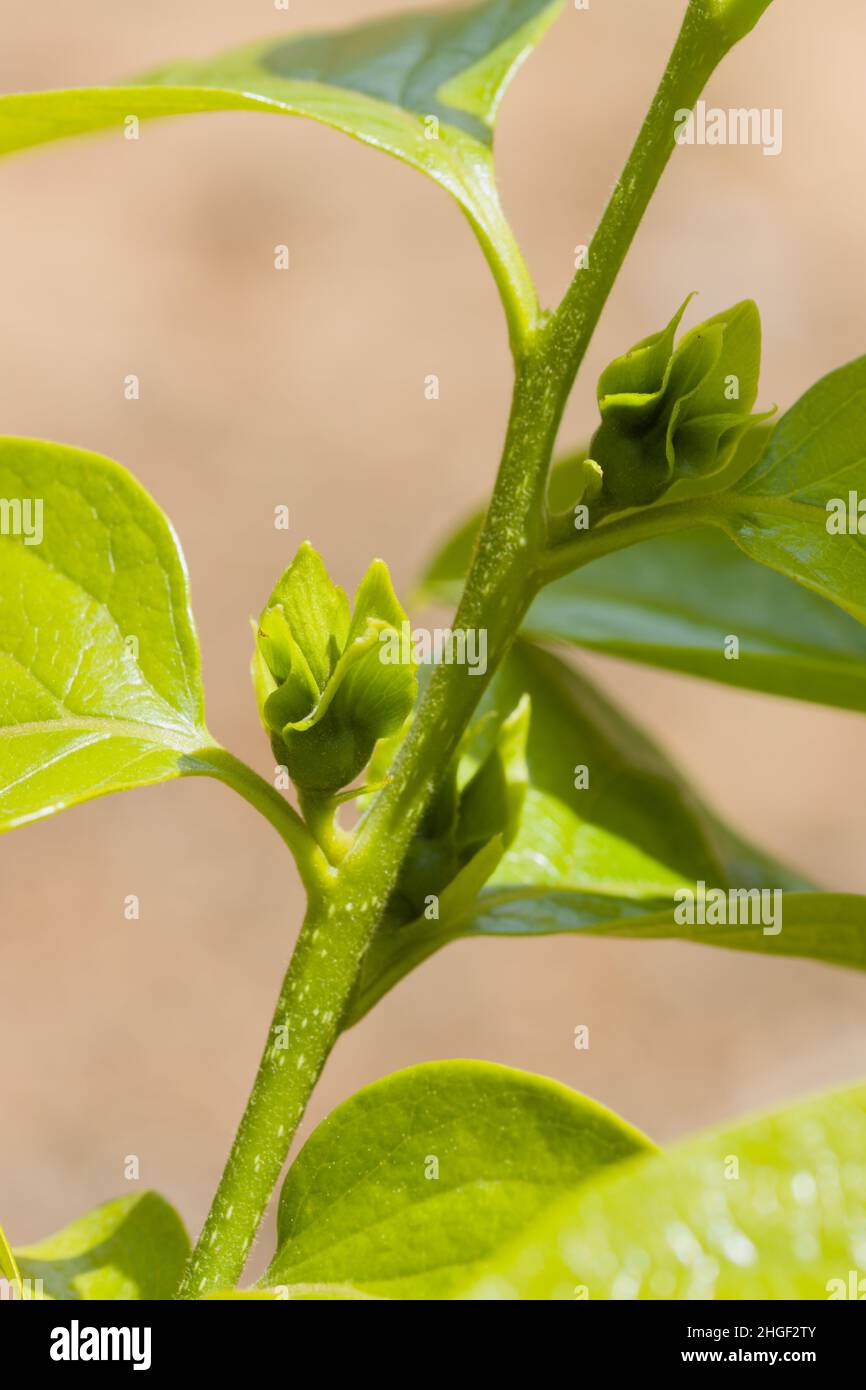 Close-up of a spring-grown branch of the persimmon tree where there are ...