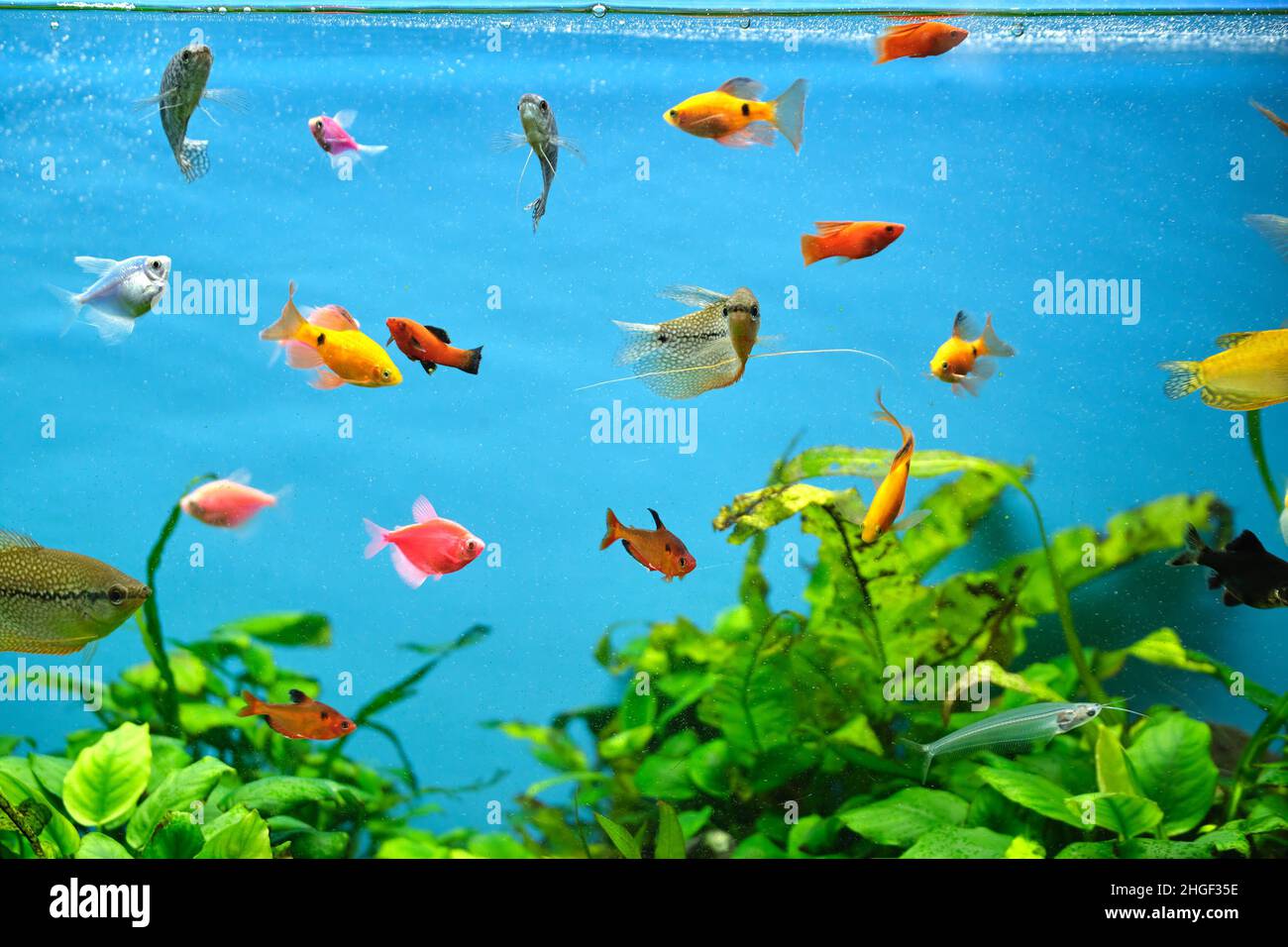 Colorful exotic fish swimming in deep blue water aquarium with green ...