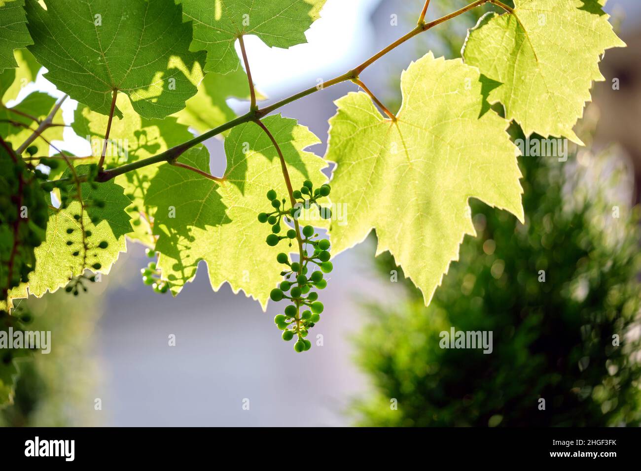 Green sprouts of grape branch growing in vine yard in spring garden ...