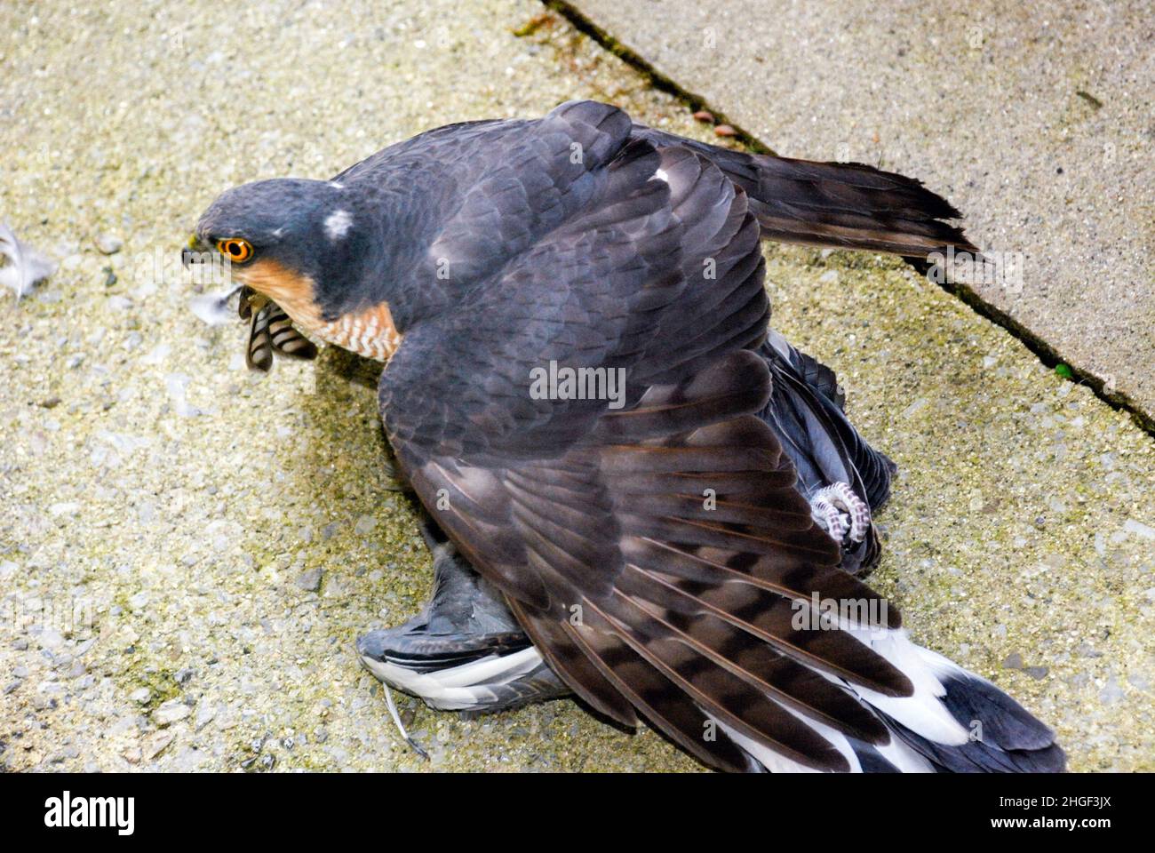 UK, England, Devonshire. A Sparrowhawk attacks and kills a pigeon in a ...