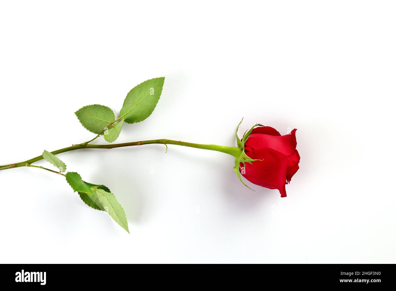 Directly Above Overhead View of a Single Red Rose Isolated on a White ...
