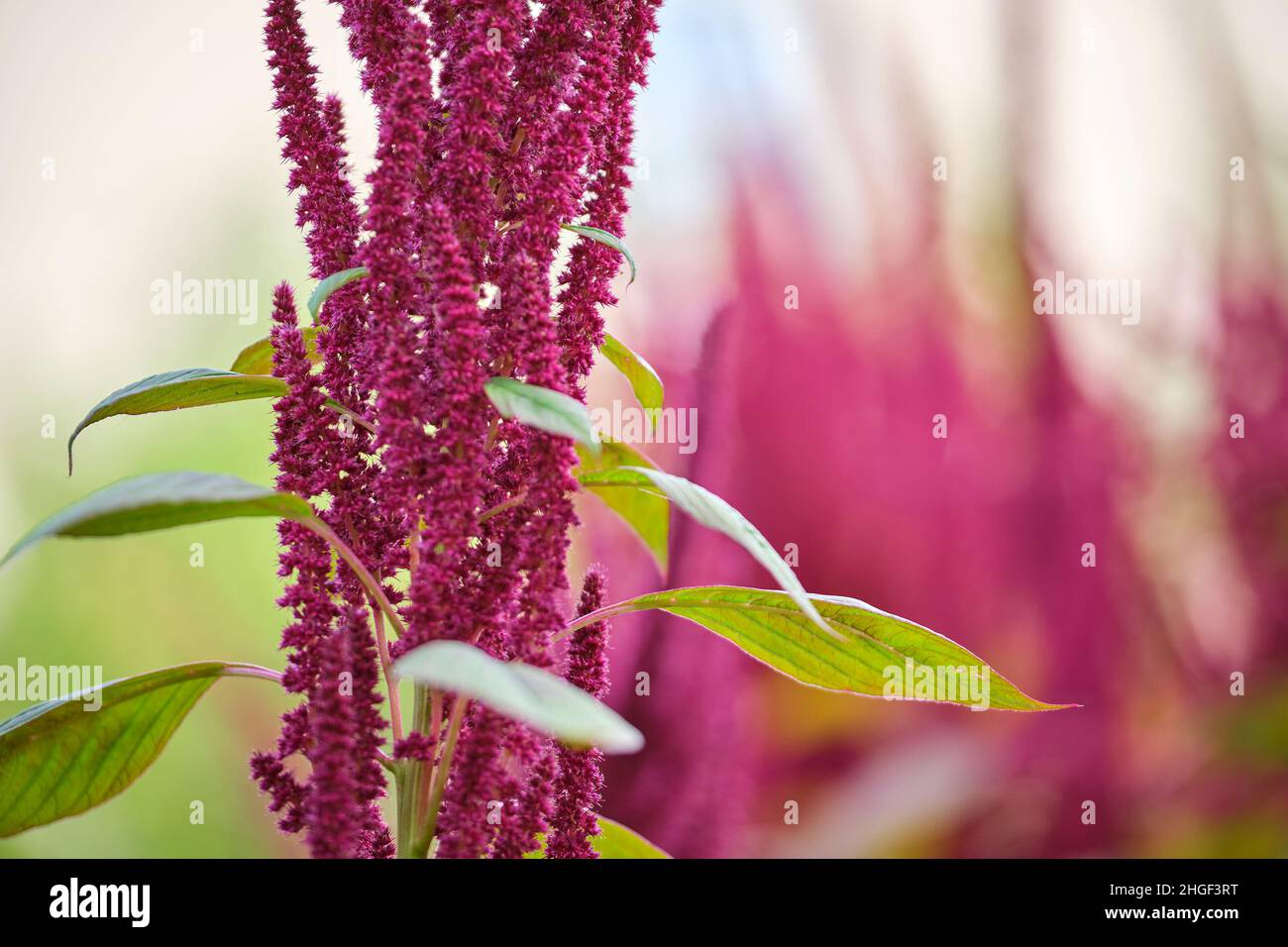 Indian red amaranth plant growing in summer garden. Leaf vegetable ...