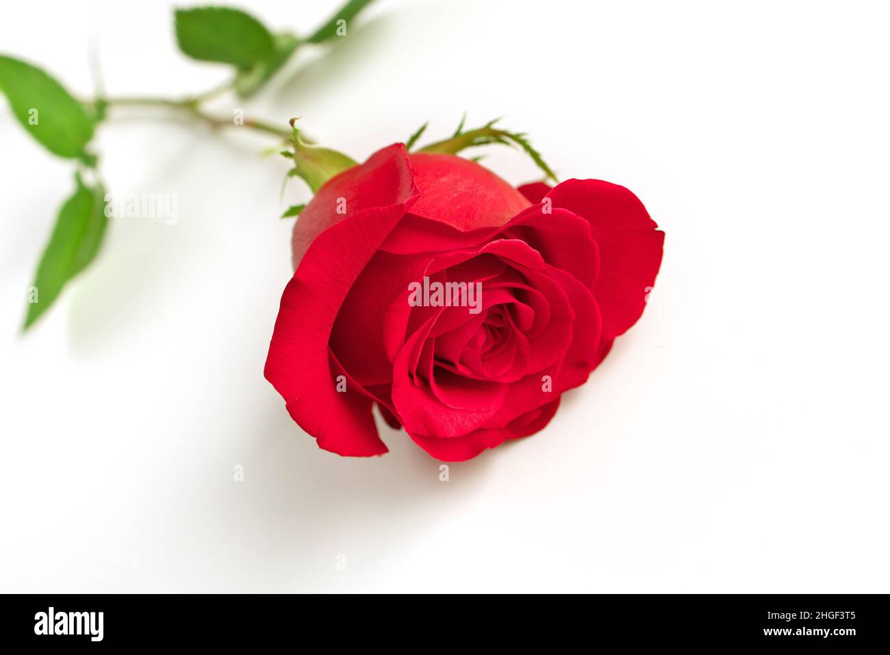Low Angle View of a Single Red Rose Isolated on a White Background ...