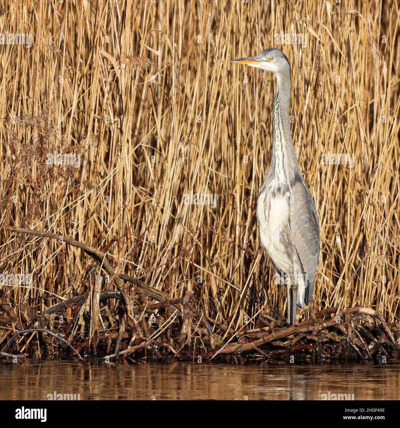 Juvenile heron hi-res stock photography and images - Alamy